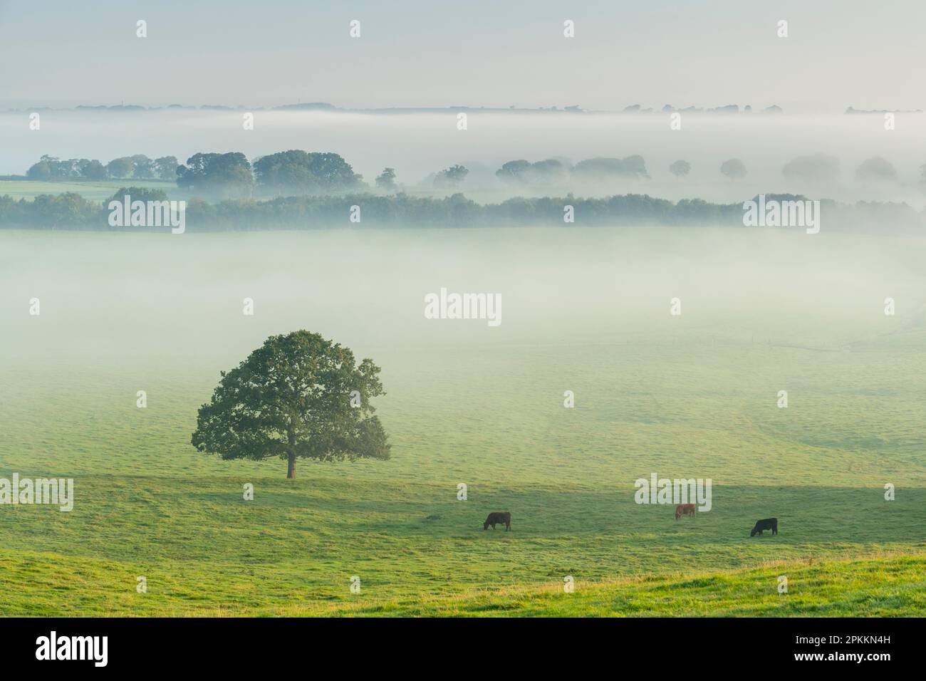 Lone tree and grazing cattle on a misty morning, Devon, England, United ...