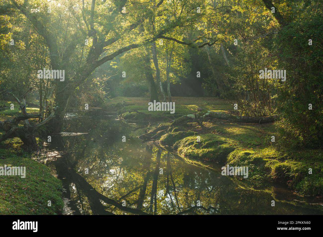 Stream running through a deciduous woodland in autumn in the New Forest ...