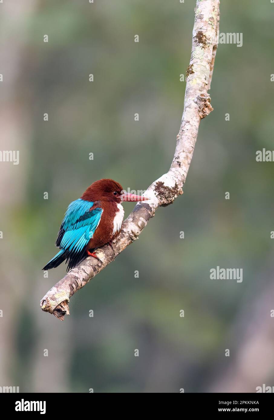 White-throated kingfisher (Halcyon smyrnensis) from Nagaraholde NP ...