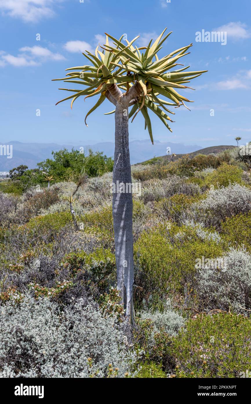 Afri flora hi-res stock photography and images - Alamy