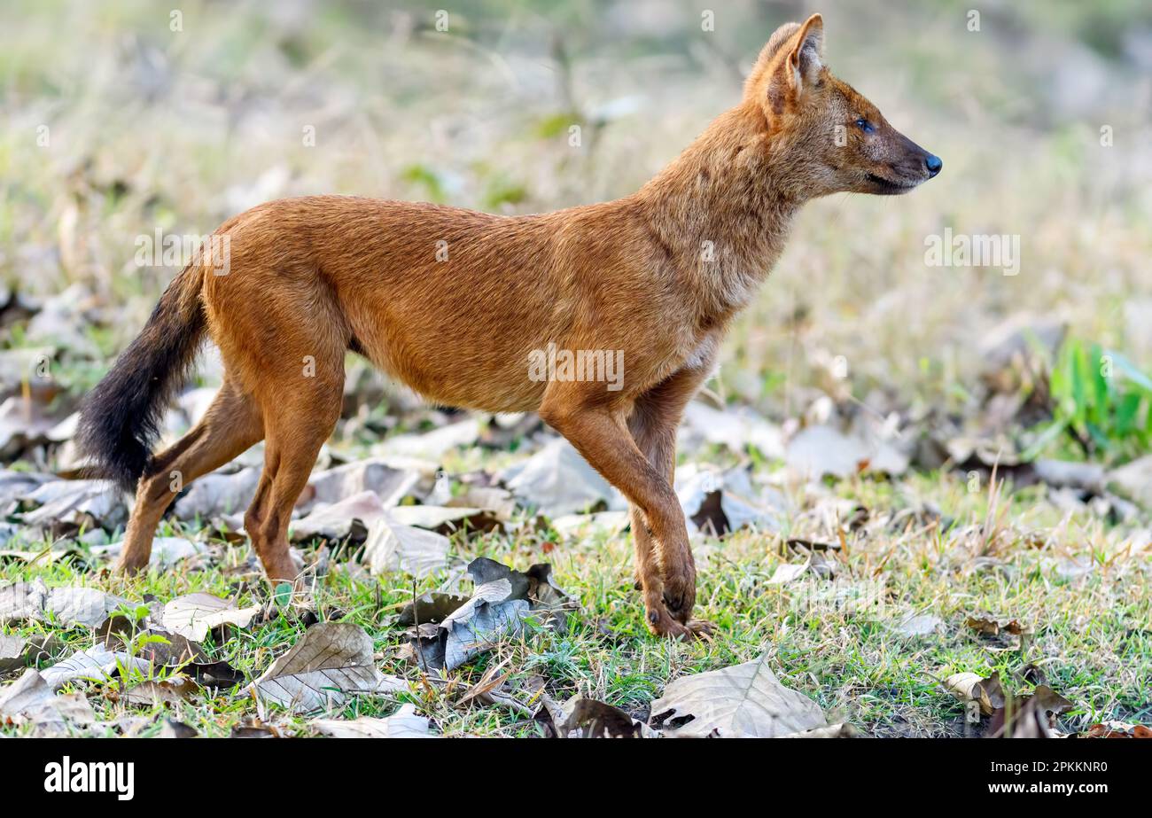 The endangered Asiatic wild dog (Cuon alpinus) from Nagarahole NP ...