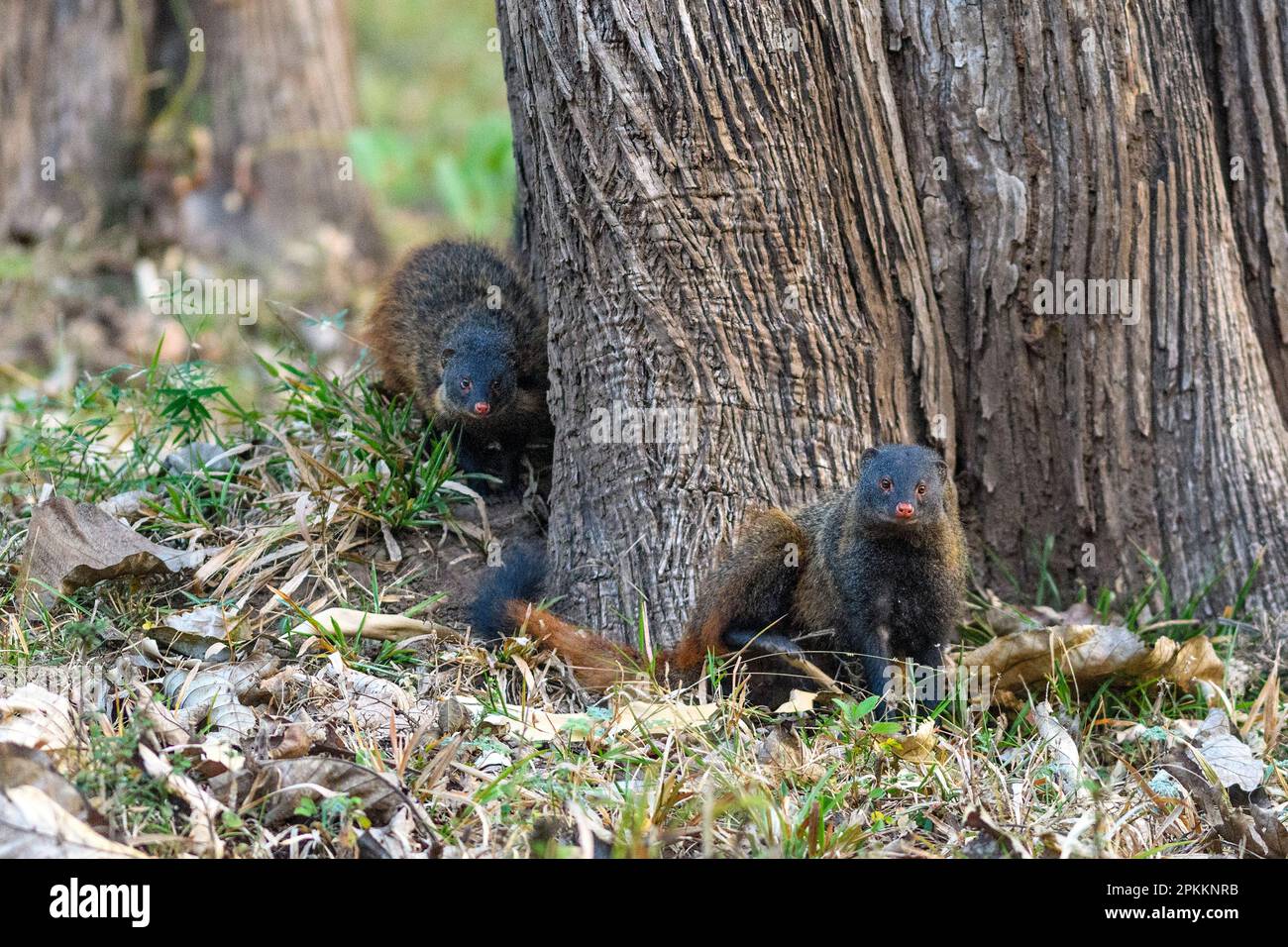 Indian grey mongoose (Urva edwardsii) from Nagarahole National Park ...