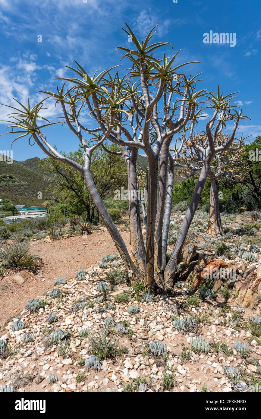 landscape with group of Quiver Tree plants and bushes, shot at botanic ...