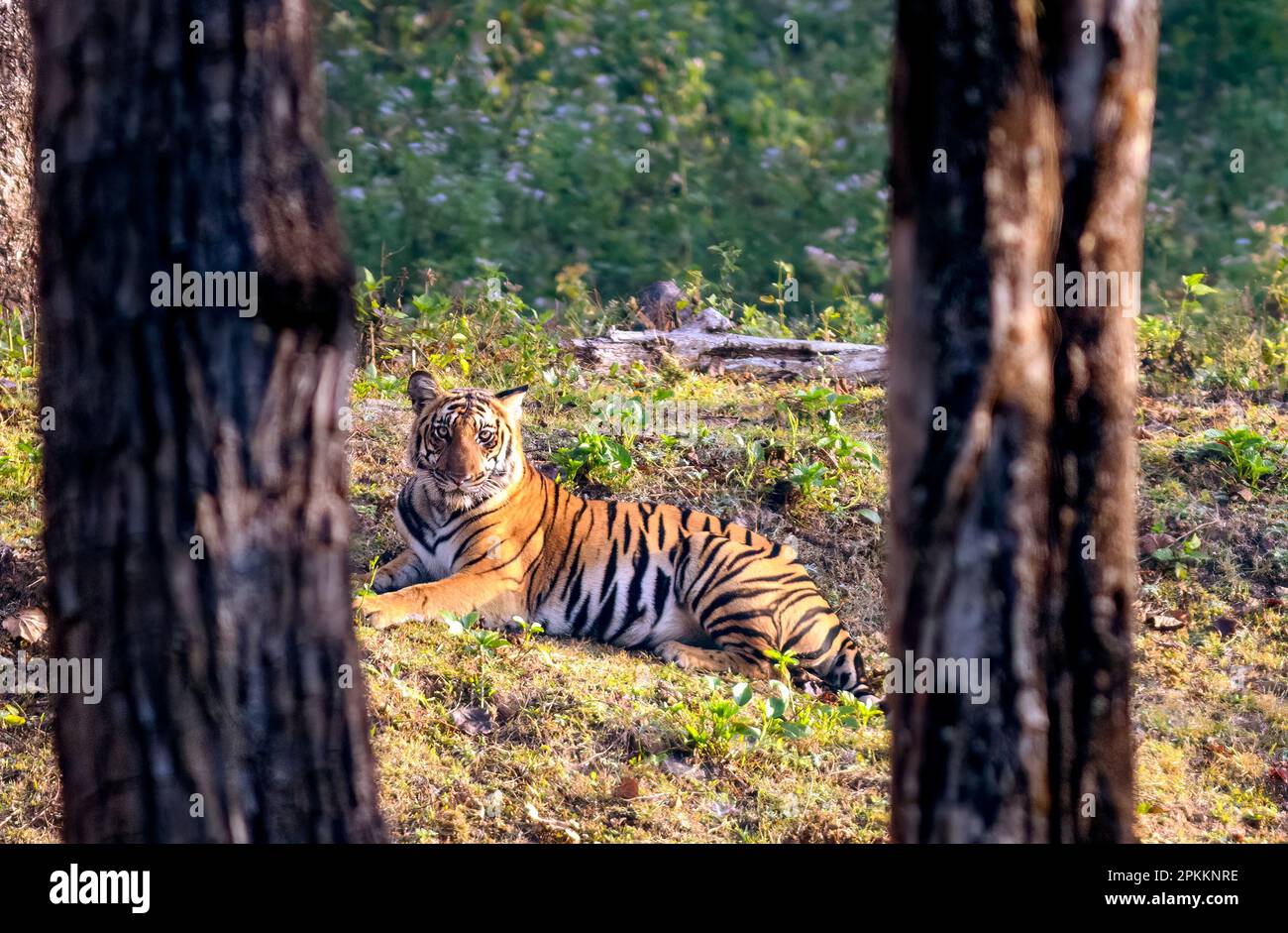 Tigen hi-res stock photography and images - Alamy