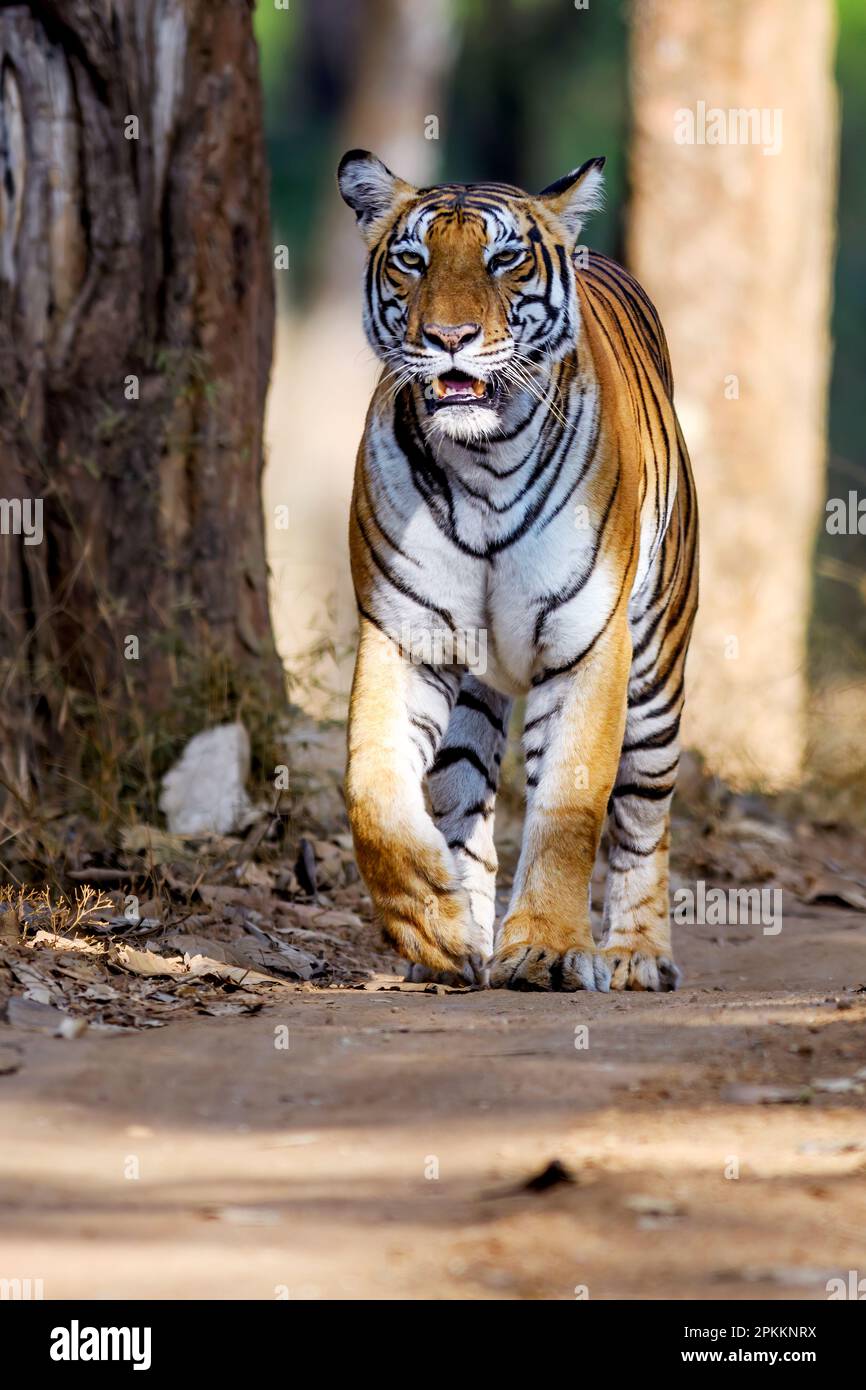 Bengal tiger (Panthera tigris tigris, female known as "Kitsmet") from Nagarahole Tiger Reserve ...