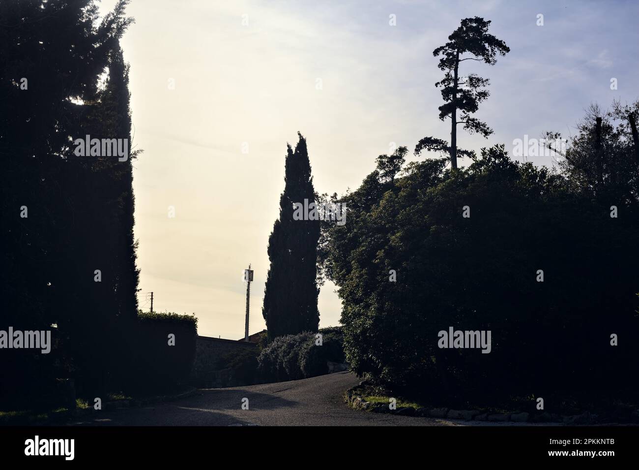 Backlit paved path bordered by trees in a park at sunset Stock Photo ...
