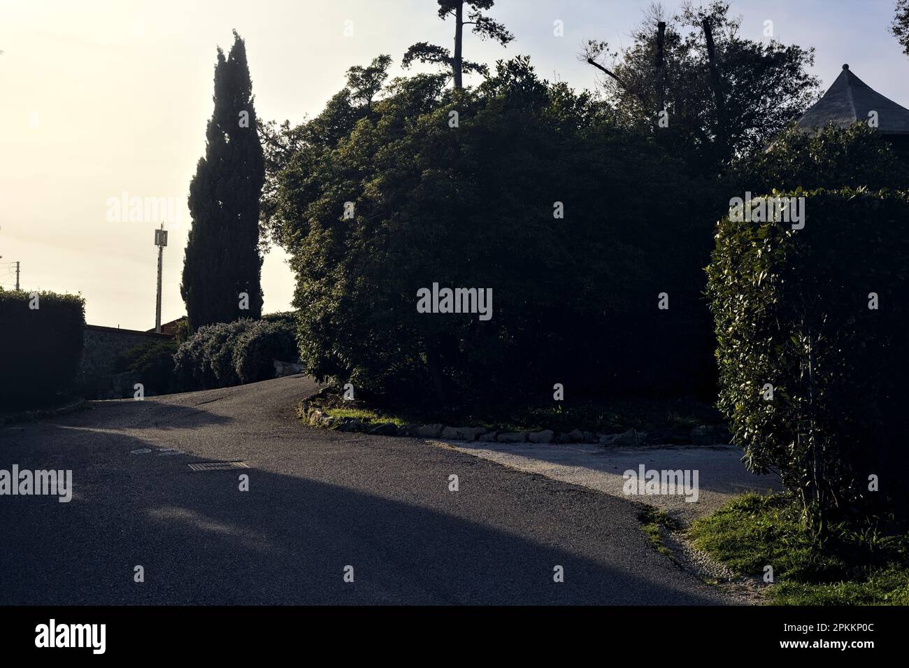 Backlit paved path bordered by trees in a park at sunset Stock Photo ...