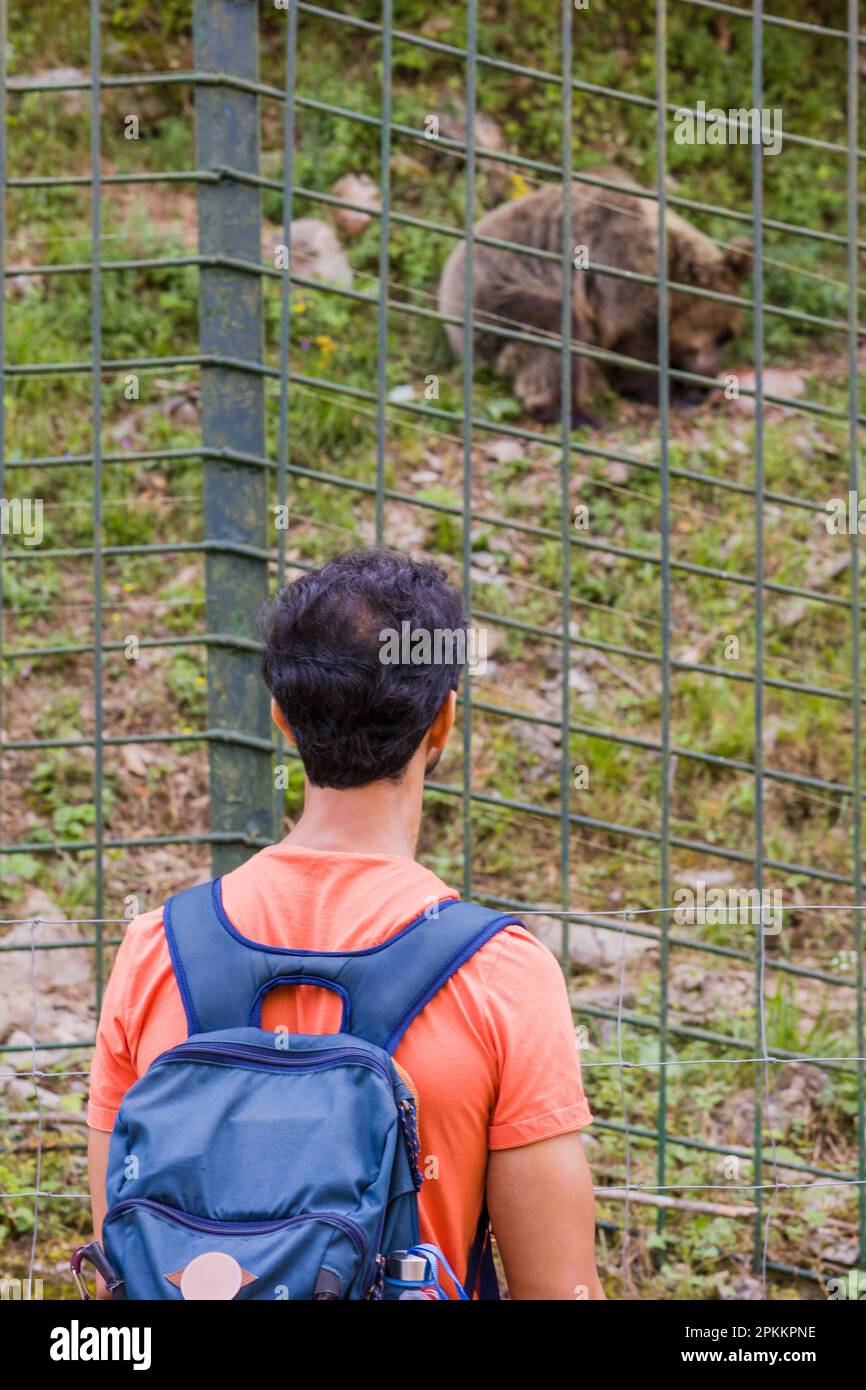 senda del oso National park Brown bear eating in a zoo fence. Nature ...