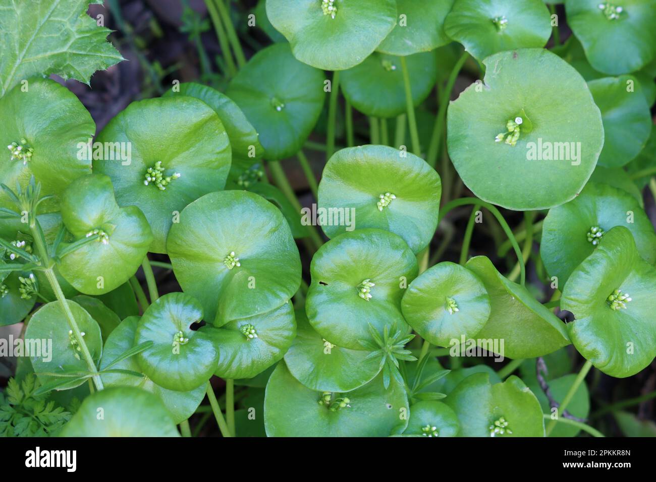 Tiny white flowering cymose inflorescences of Claytonia Perfoliata ...