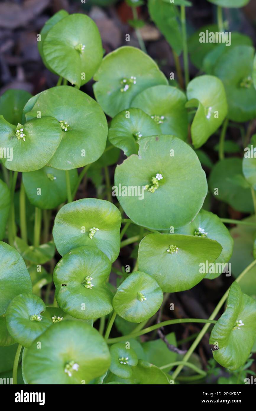 Tiny white flowering cymose inflorescences of Claytonia Perfoliata ...