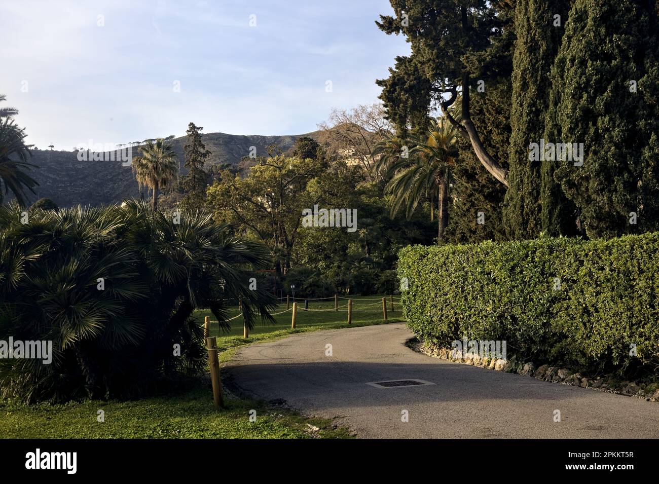 Paved path bordered by trees and hedges at sunset Stock Photo - Alamy