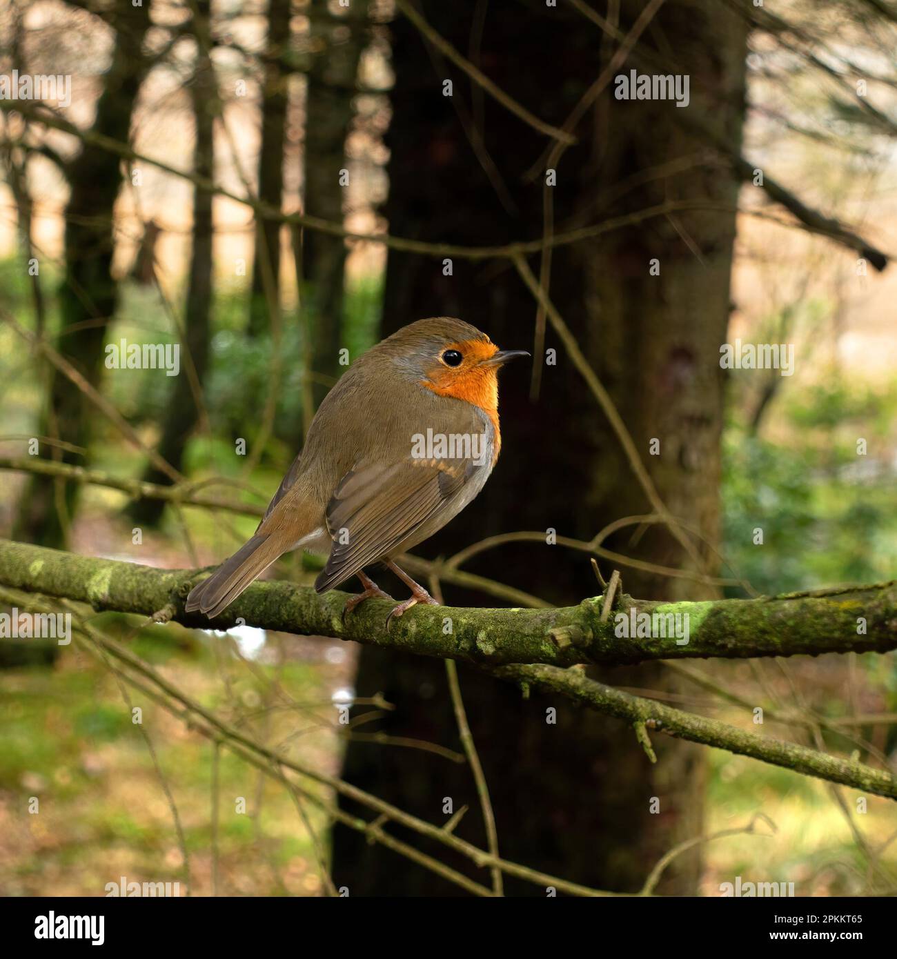 Pretty adult European Robin (Erithacus rubecula) bird with red breast ...