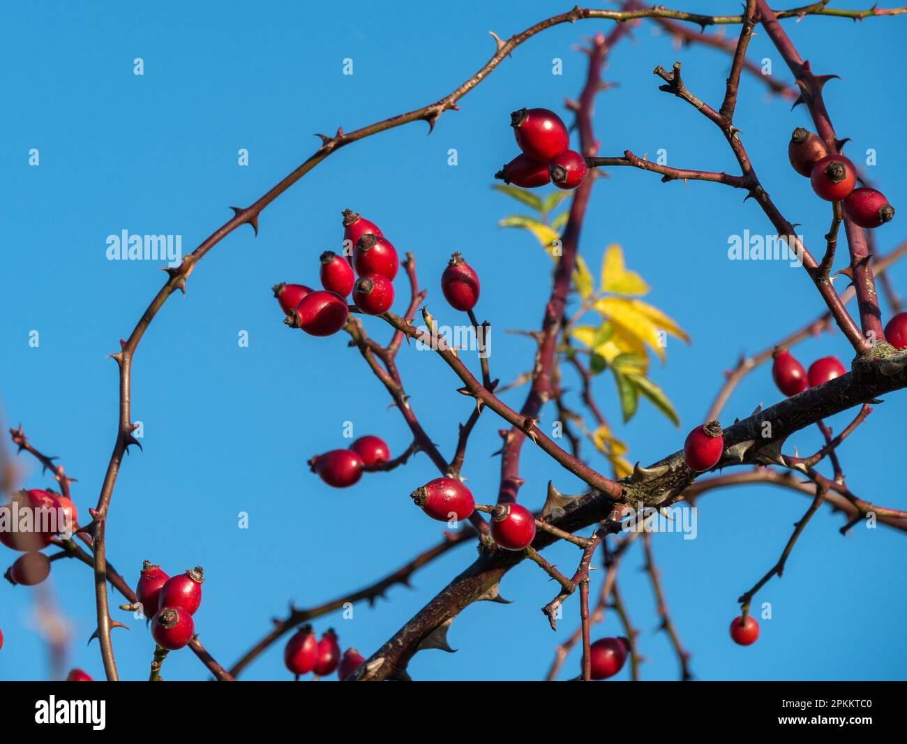 Bright red / crimson Rose hip berries against a clear blue sky in ...