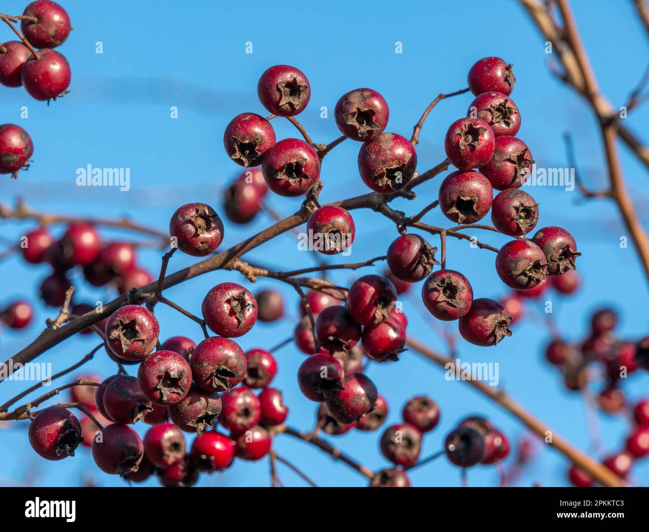 Bright red / crimson hawthorn berries growing on common hawthorn bush (Crataegus monogyna), in ...