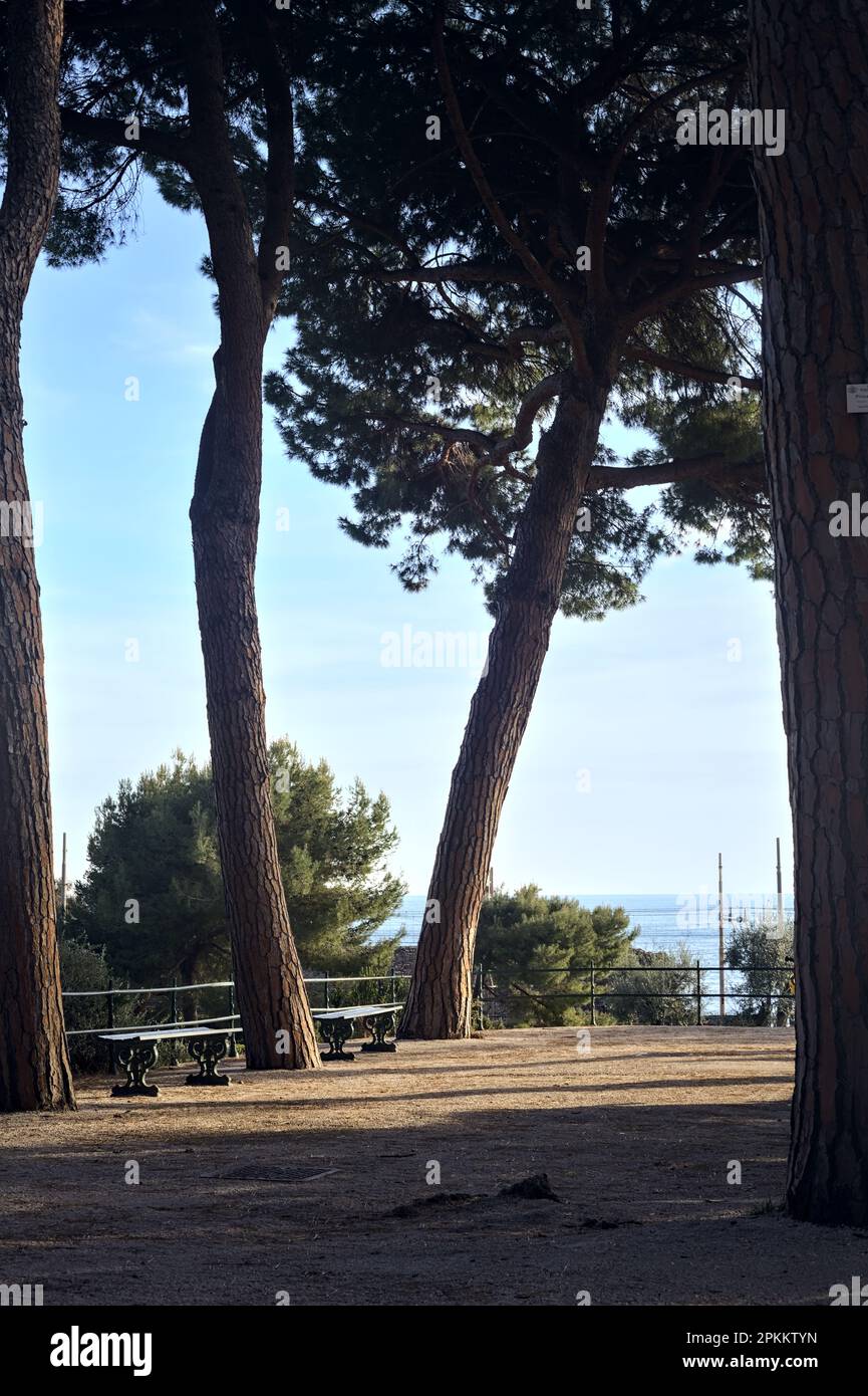 Terrace with benches and maritime pines in a park by the seaside at ...
