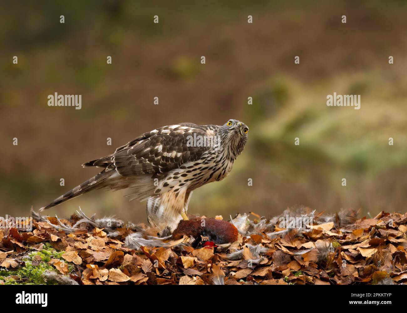 Goshawk scotland hi-res stock photography and images - Alamy