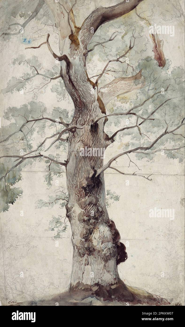 Study of a Tree 1830s (?) by Caspar Scheuren Stock Photo - Alamy
