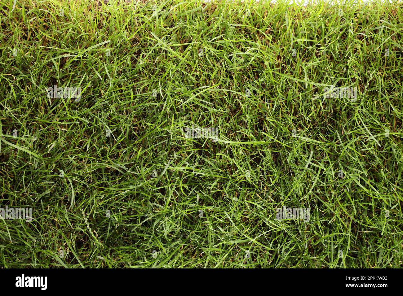 Beautiful lush green grass as background, top view Stock Photo - Alamy