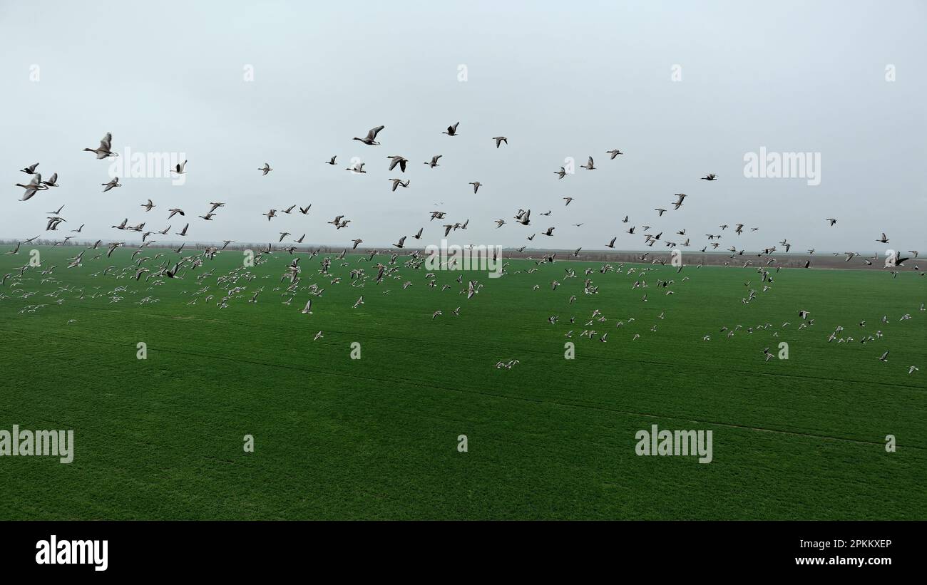Flock of geese in flying over farm fields. Flight with wild birds ...