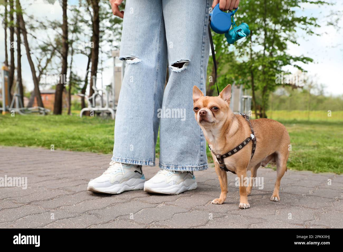 Owner walking with her chihuahua dog in park, closeup Stock Photo - Alamy