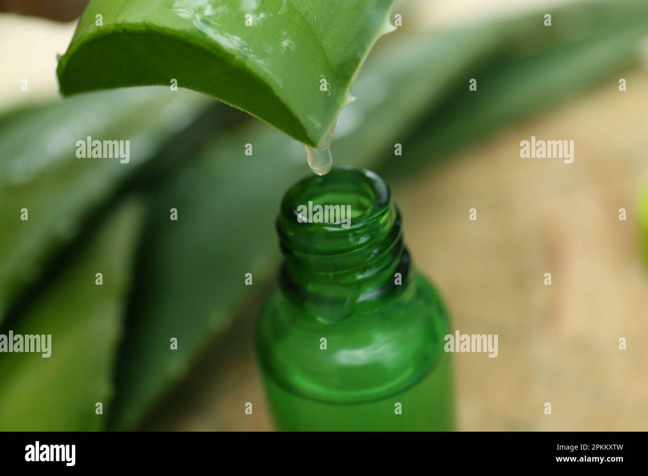 Aloe vera juice dripping from leaf into bottle on blurred background ...