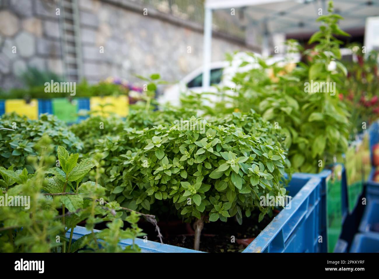 Dwarf basil and other herbs on display at the farmers market Stock ...