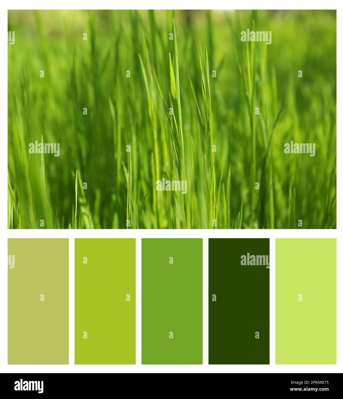 Color palette appropriate to photo of green grass growing outdoors on ...