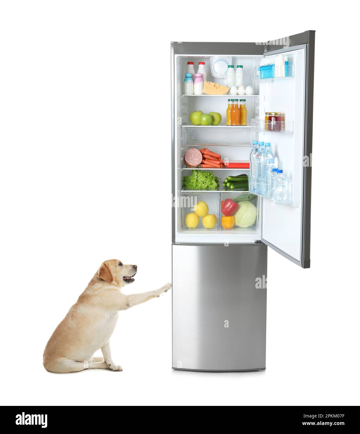 Cute yellow labrador retriever near open refrigerator with many ...