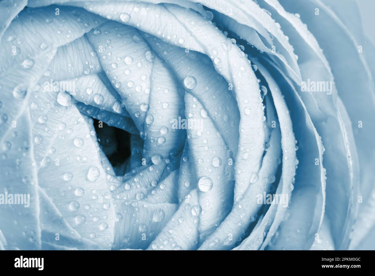 Closeup view of beautiful light blue ranunculus flower with water drops ...