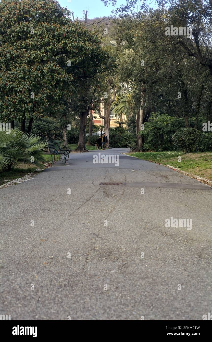 Paved path bordered by trees and hedges at sunset Stock Photo - Alamy