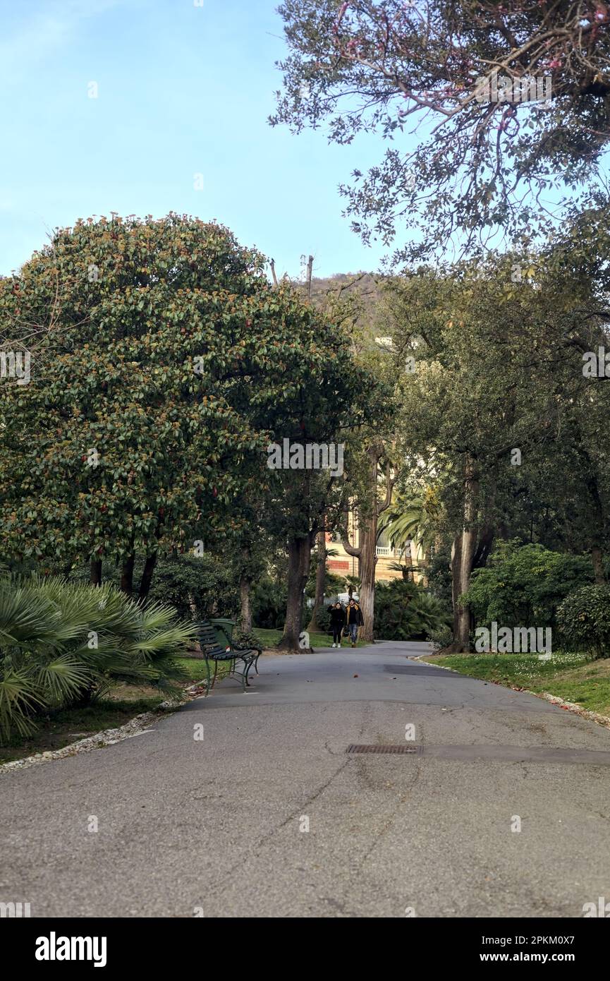 Paved path bordered by trees and hedges at sunset Stock Photo - Alamy