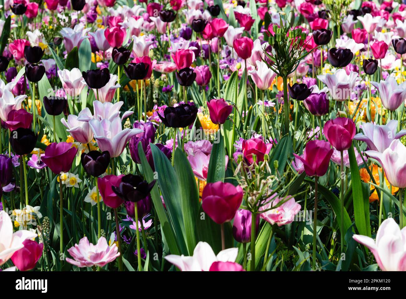 Field with assorted colors tulips. Colorful spring fresh dutch tulips. Nature background, red ...