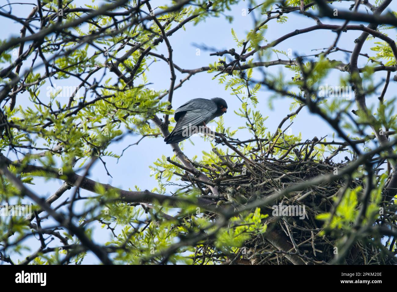 Red-footed falcon (Falco vespertinus) nesting in a colony of rooks. The ...