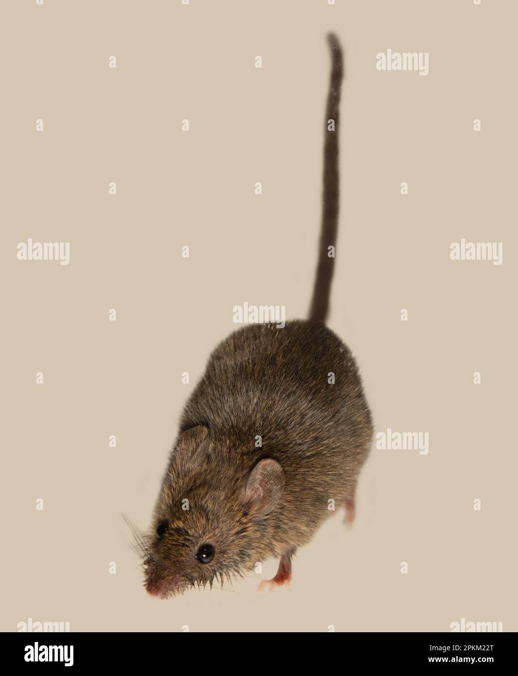 Swiss mice mus musculus hi-res stock photography and images - Alamy