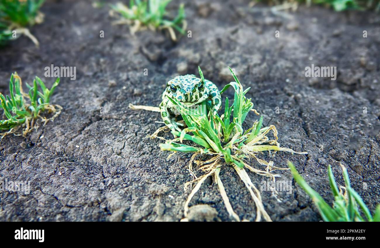 A young European green toad (Variable toad, Bufo viridis) on dry land ...