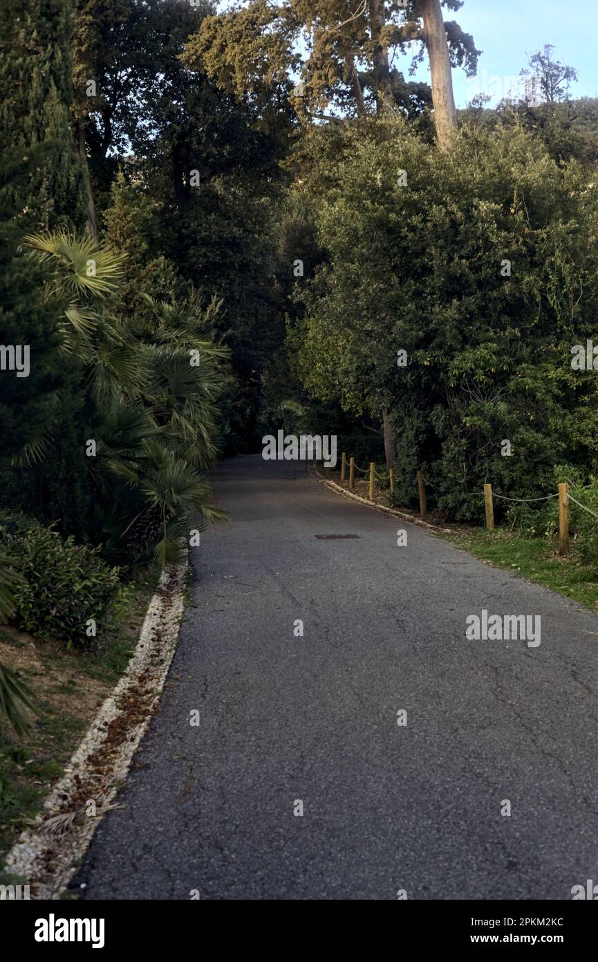Paved path bordered by trees and hedges at sunset Stock Photo - Alamy