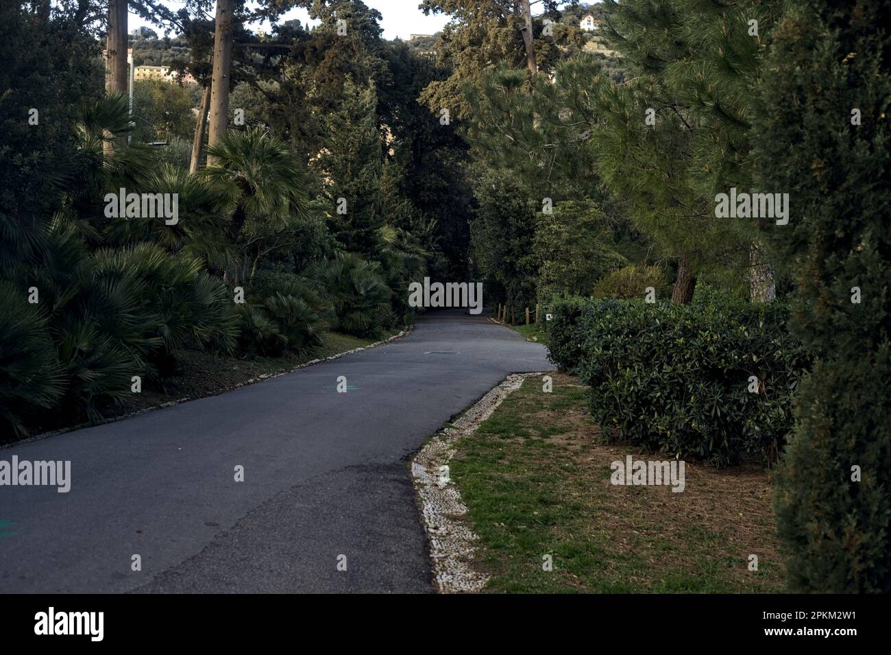 Paved path bordered by trees and hedges at sunset Stock Photo - Alamy