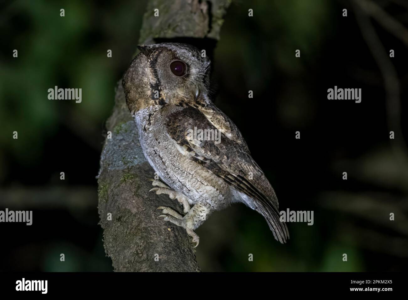 Collared scops owl or Otus lettia observed in Latpanchar in West Bengal ...
