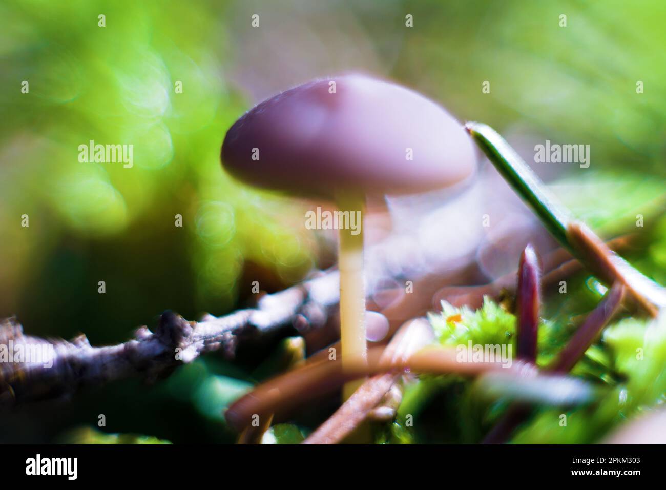 Psilocybin mushrooms as a hallucinogenic medium. Macro photography soft ...