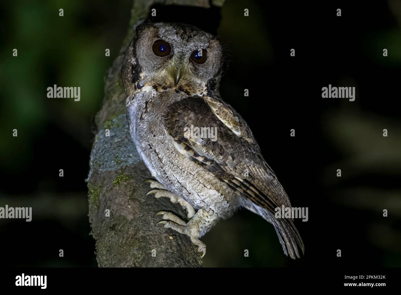 Collared owls hi-res stock photography and images - Alamy