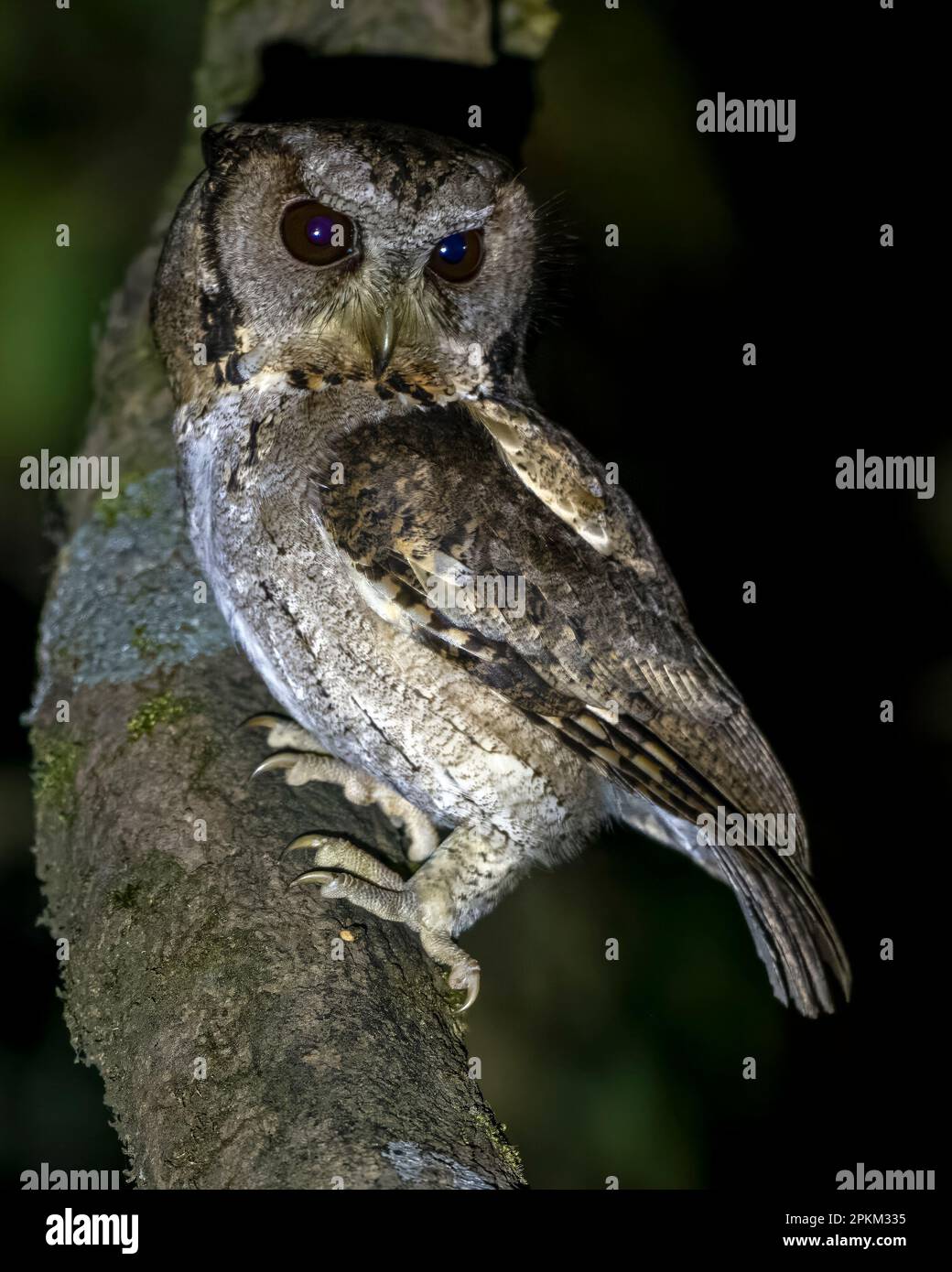Collared scops owl or Otus lettia observed in Latpanchar in West Bengal ...