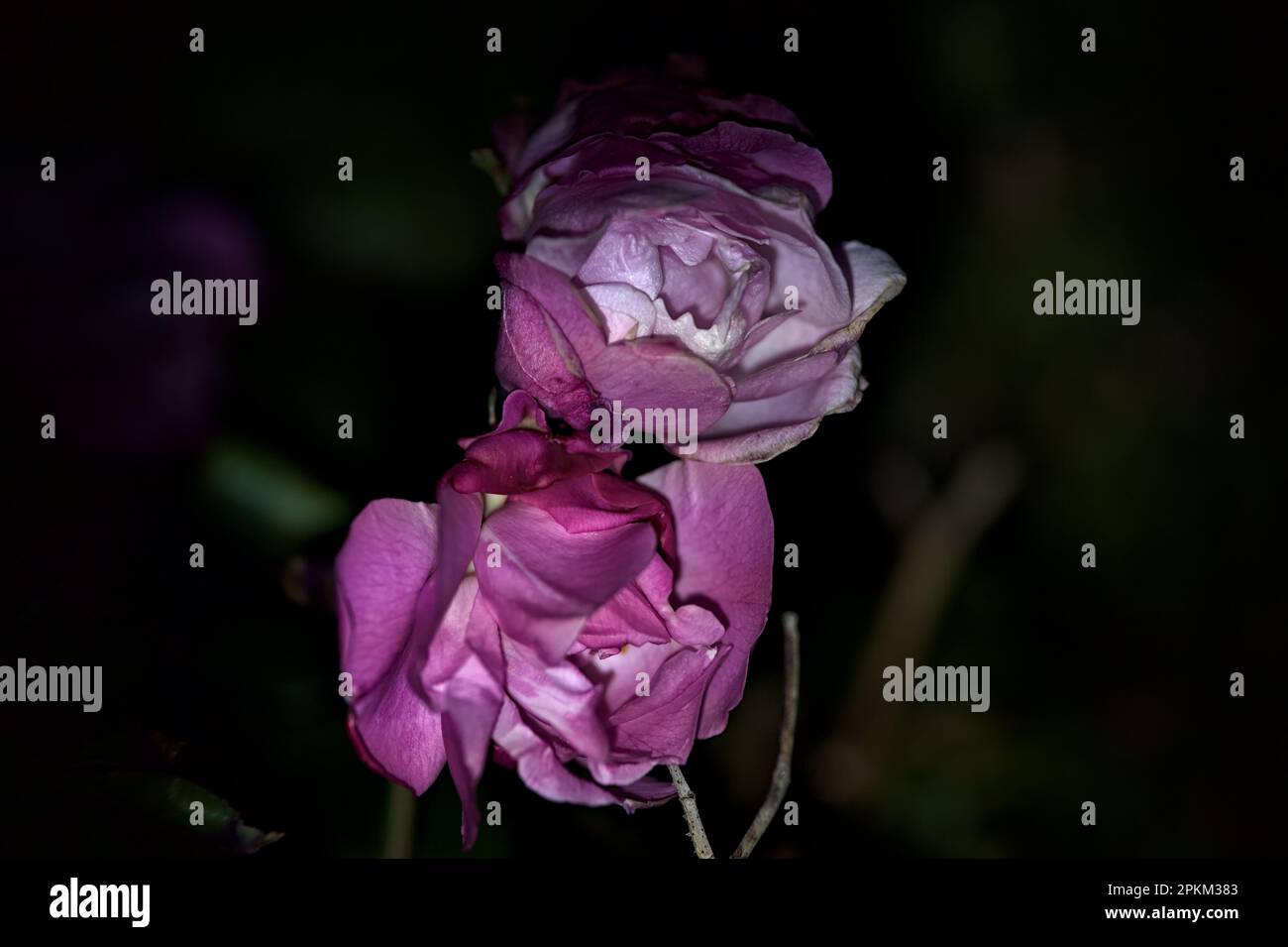 Pink roses in bloom seen up close under a direct light Stock Photo - Alamy