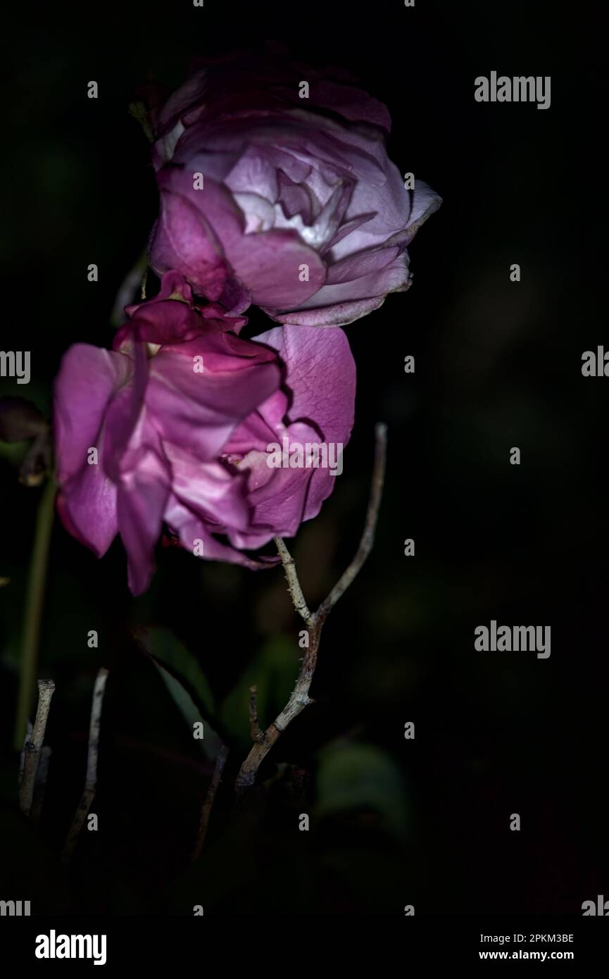 Pink roses in bloom seen up close under a direct light Stock Photo - Alamy