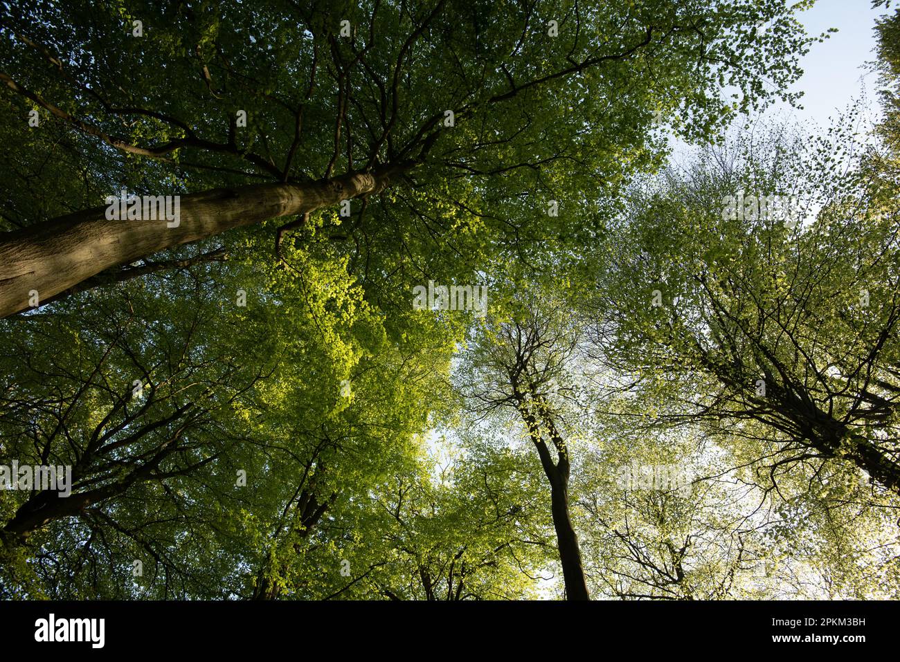 Sprawling canopy hi-res stock photography and images - Alamy