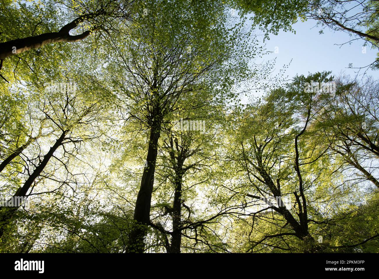 Sprawling canopy hi-res stock photography and images - Alamy