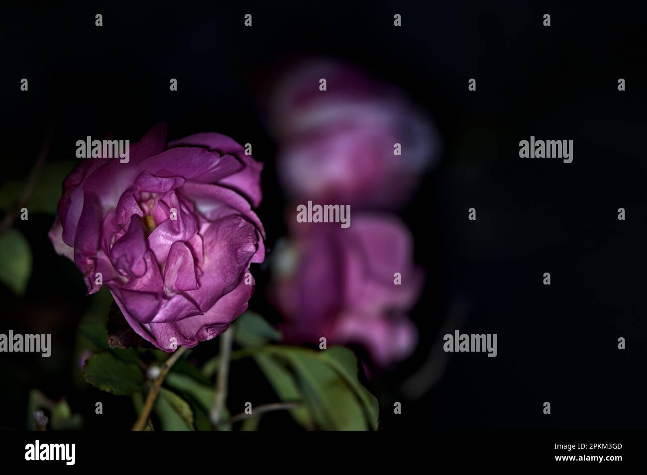 Pink roses in bloom seen up close under a direct light Stock Photo - Alamy