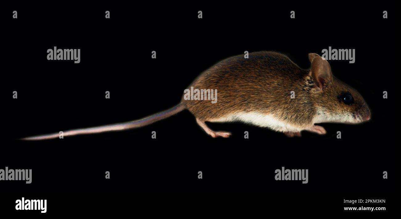 Theriology. Mouse-like rodents of boreal forests, north-east of Europe ...