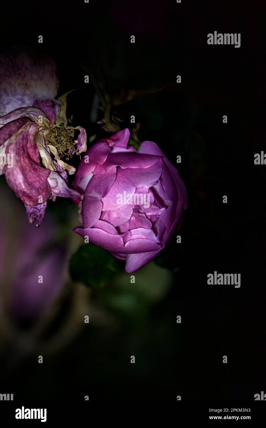 Pink roses in bloom seen up close under a direct light Stock Photo - Alamy