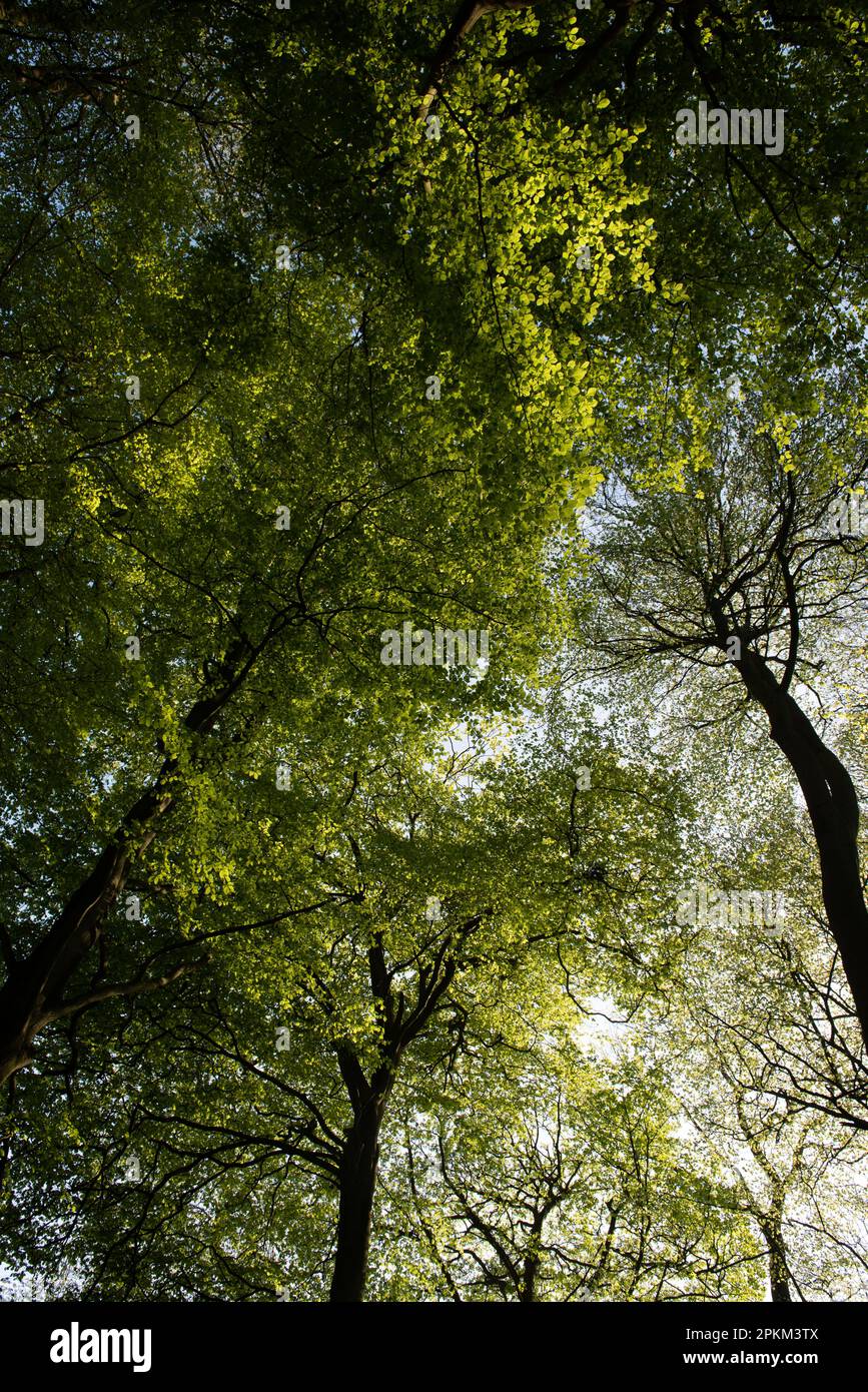Sprawling canopy hi-res stock photography and images - Alamy
