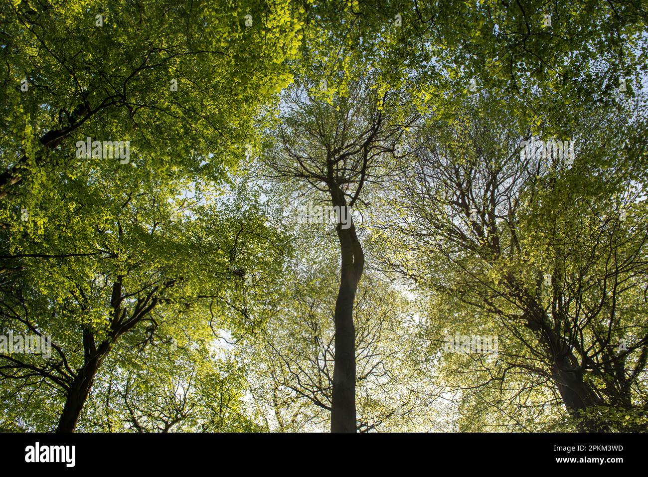 Sprawling canopy hi-res stock photography and images - Alamy